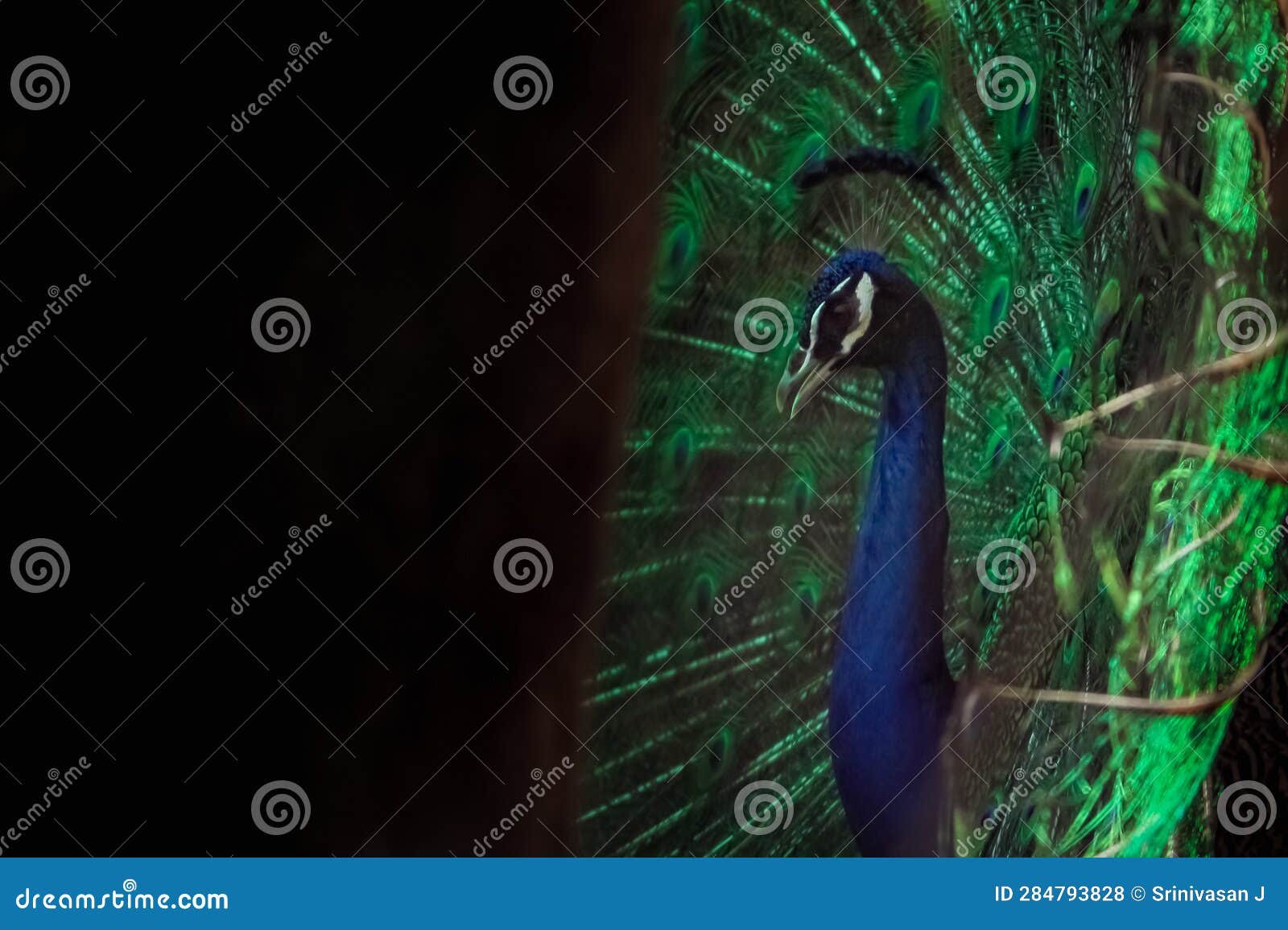 Peacock Bird with Feathers. Indian Peafowl Stock Photo - Image of ...