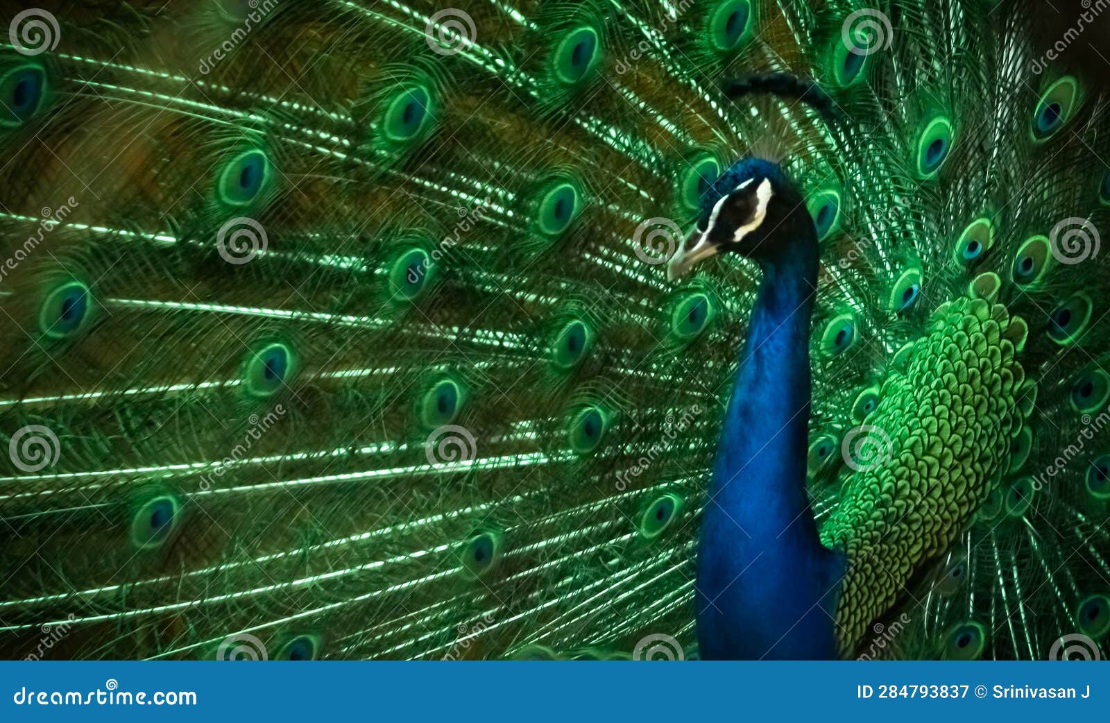 Peacock Bird with Feathers. Indian Peafowl Stock Image - Image of ...