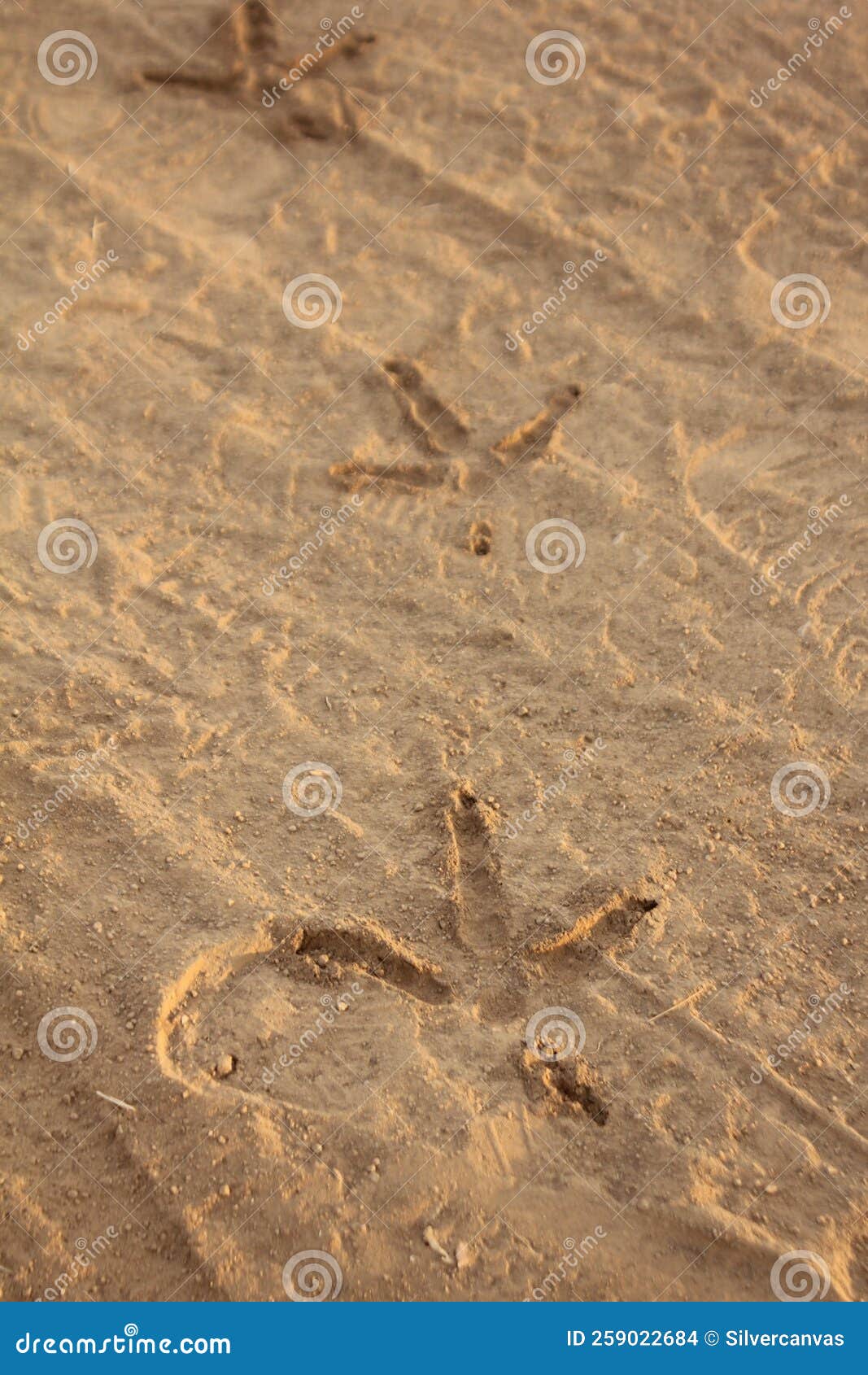 Peacock Bird Footprints on the Soil Stock Photo - Image of peacock ...