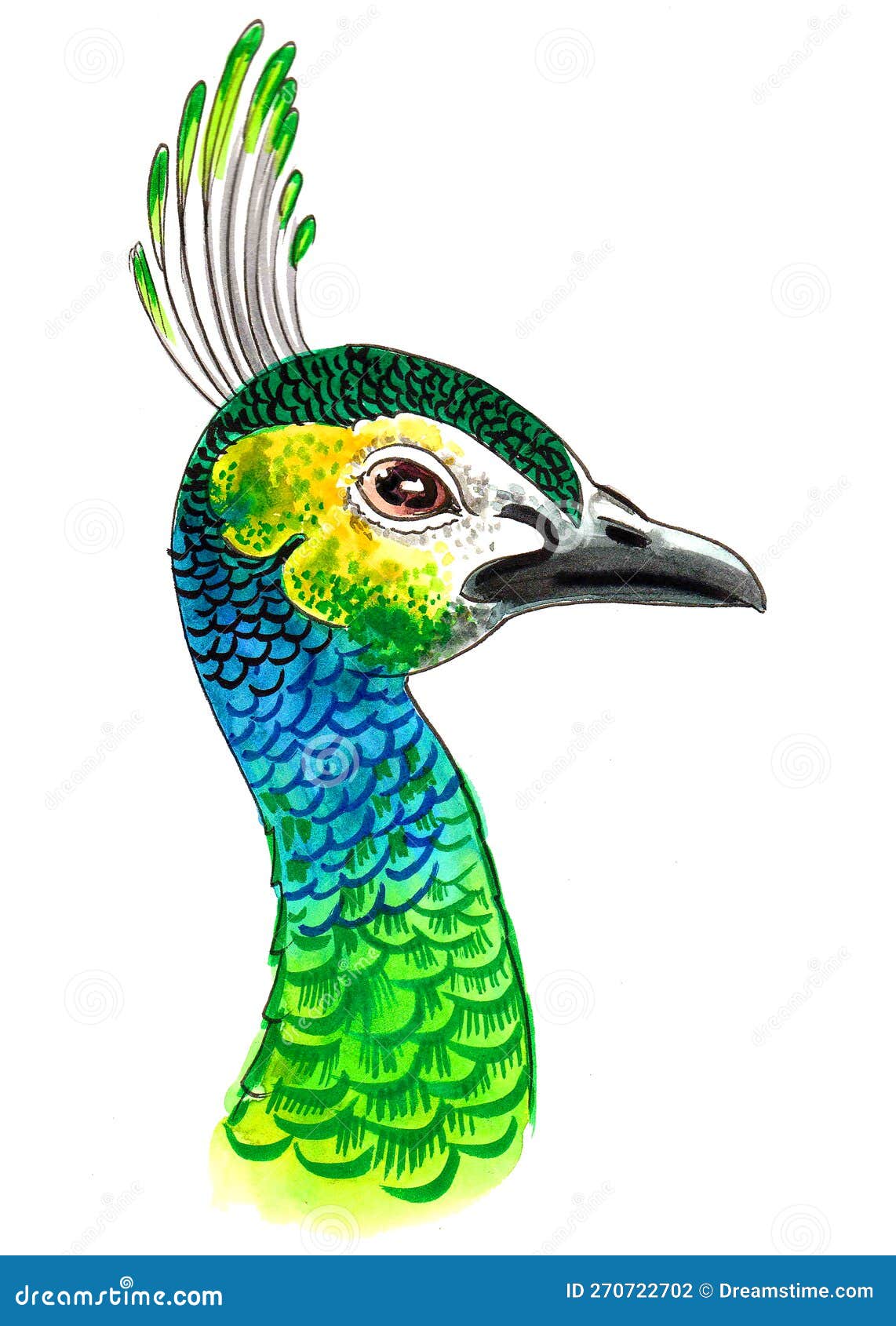Peacock Bird Head. Ink and Watercolor Drawing Stock Illustration ...