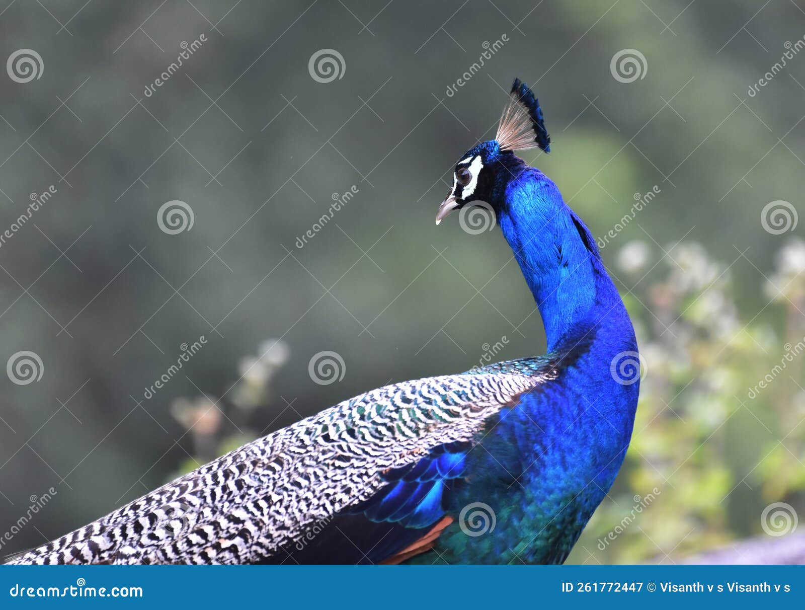 Peacock bird looking back stock image. Image of chicken - 261772447