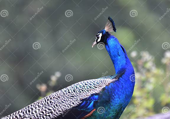 Peacock bird looking back stock image. Image of chicken - 261772447