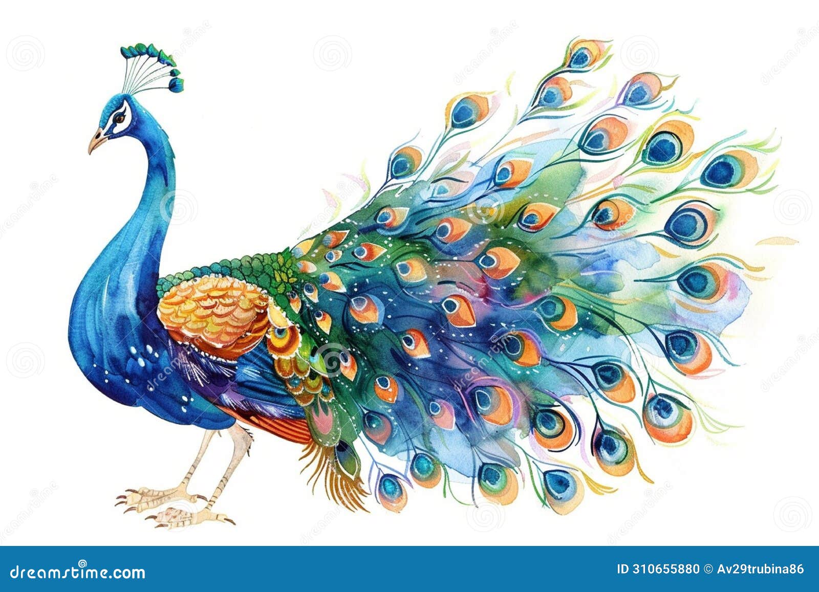 Peacock Bird Side View Watercolor Stock Illustration - Illustration of ...