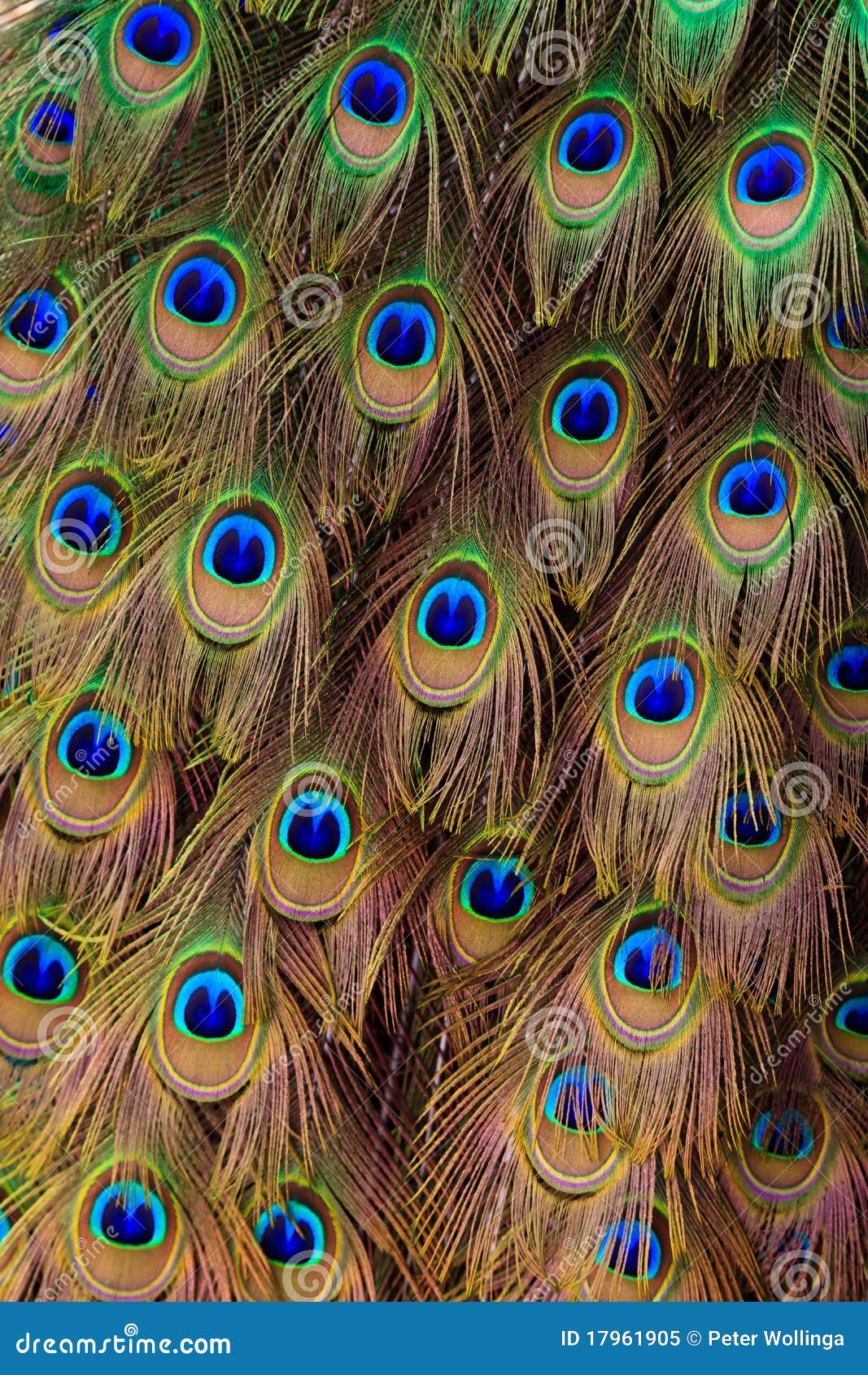 Bird Feathers Close Up