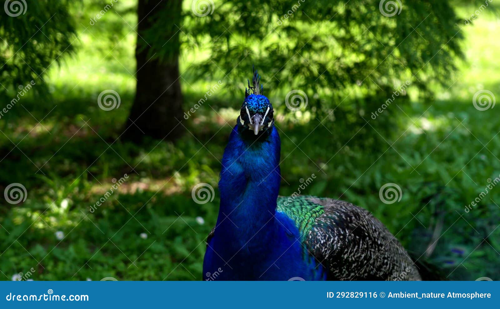 The Peacock, the Bird of a Thousand Colors Stock Footage - Video of ...