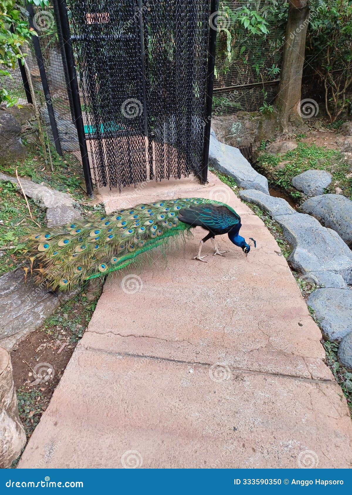 A Peacock Blocks the Exit Way Stock Photo - Image of backyard, park ...
