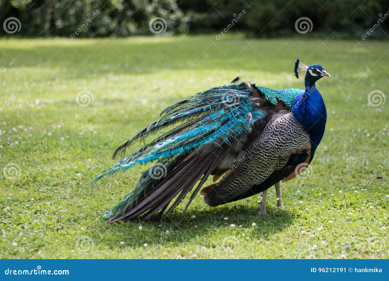 Peacock stock image. Image of peafoul, bird, standing - 96212191