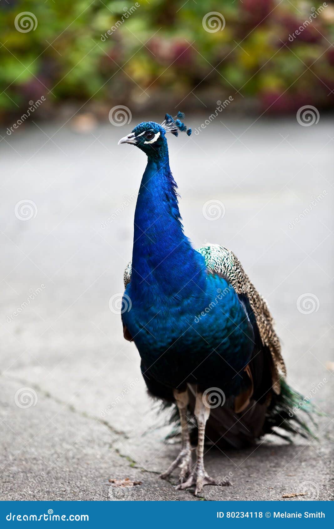 Peacock stock photo. Image of blue, proud, peacock, strut - 80234118