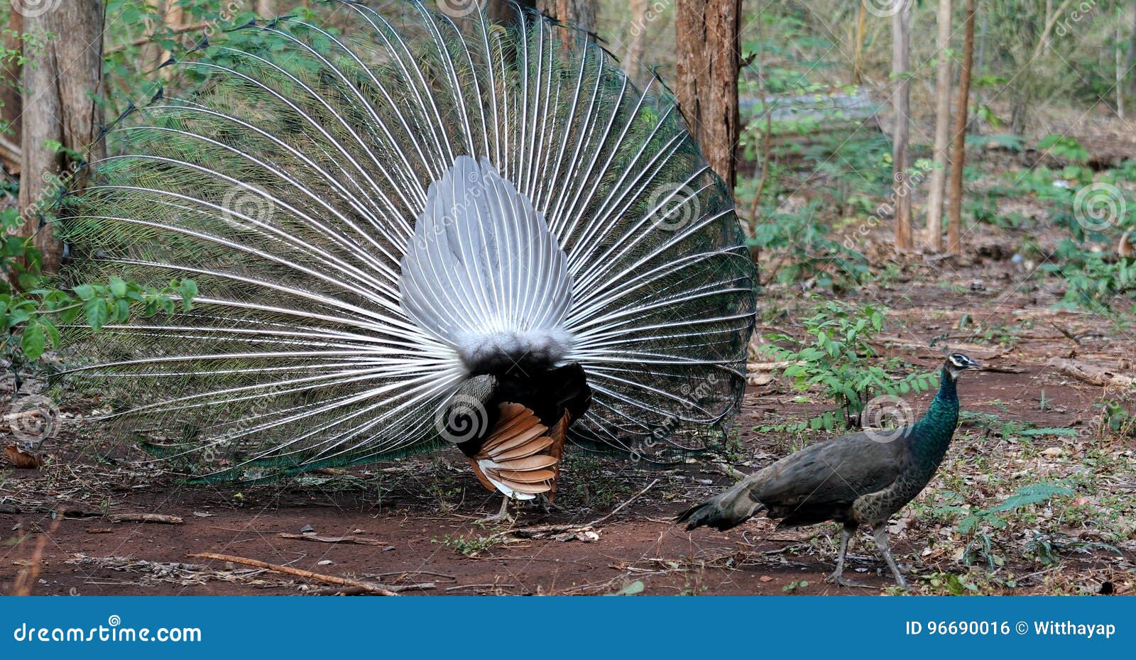 Peacock breeding stock photo. Image of elegance, green - 96690016