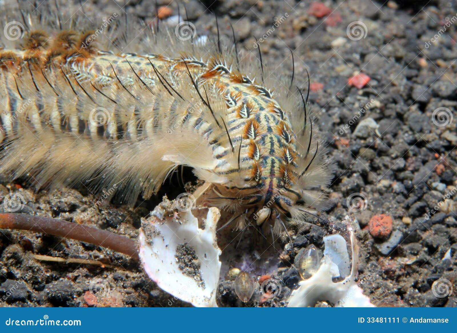 Peacock Bristle Worm stock image. Image of diving, hairy - 33481111