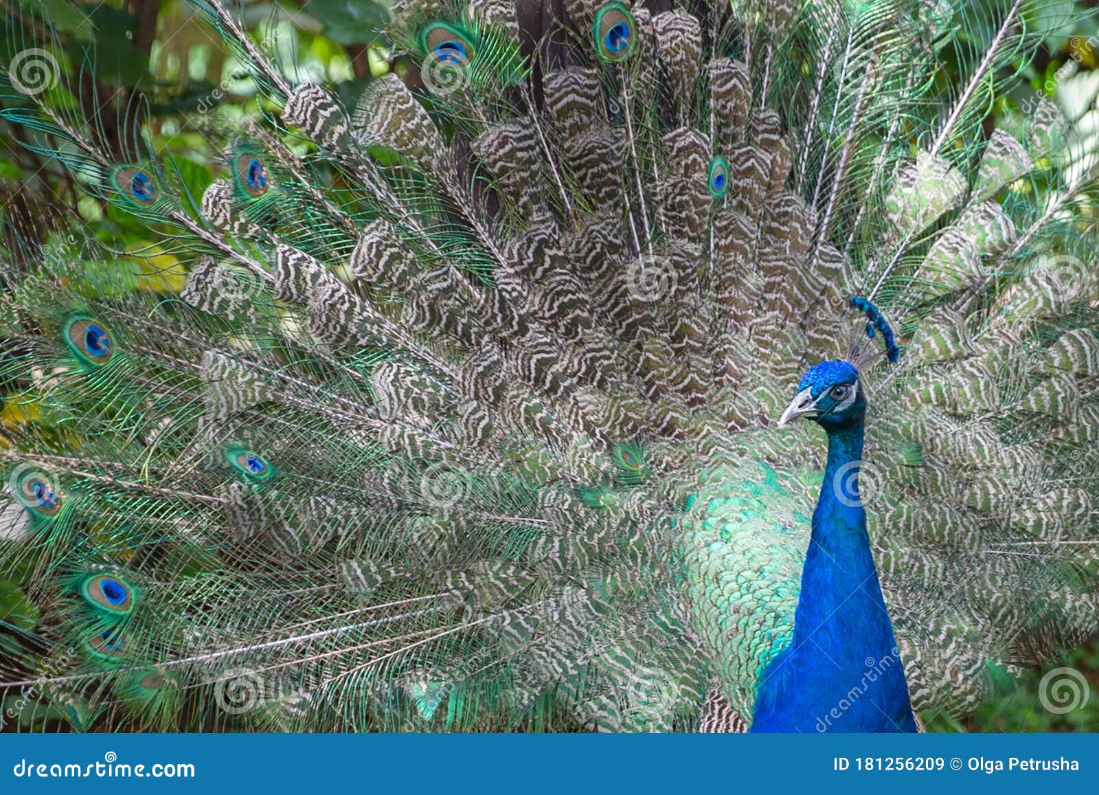 Peacock in the bush stock image. Image of travel, wild - 181256209
