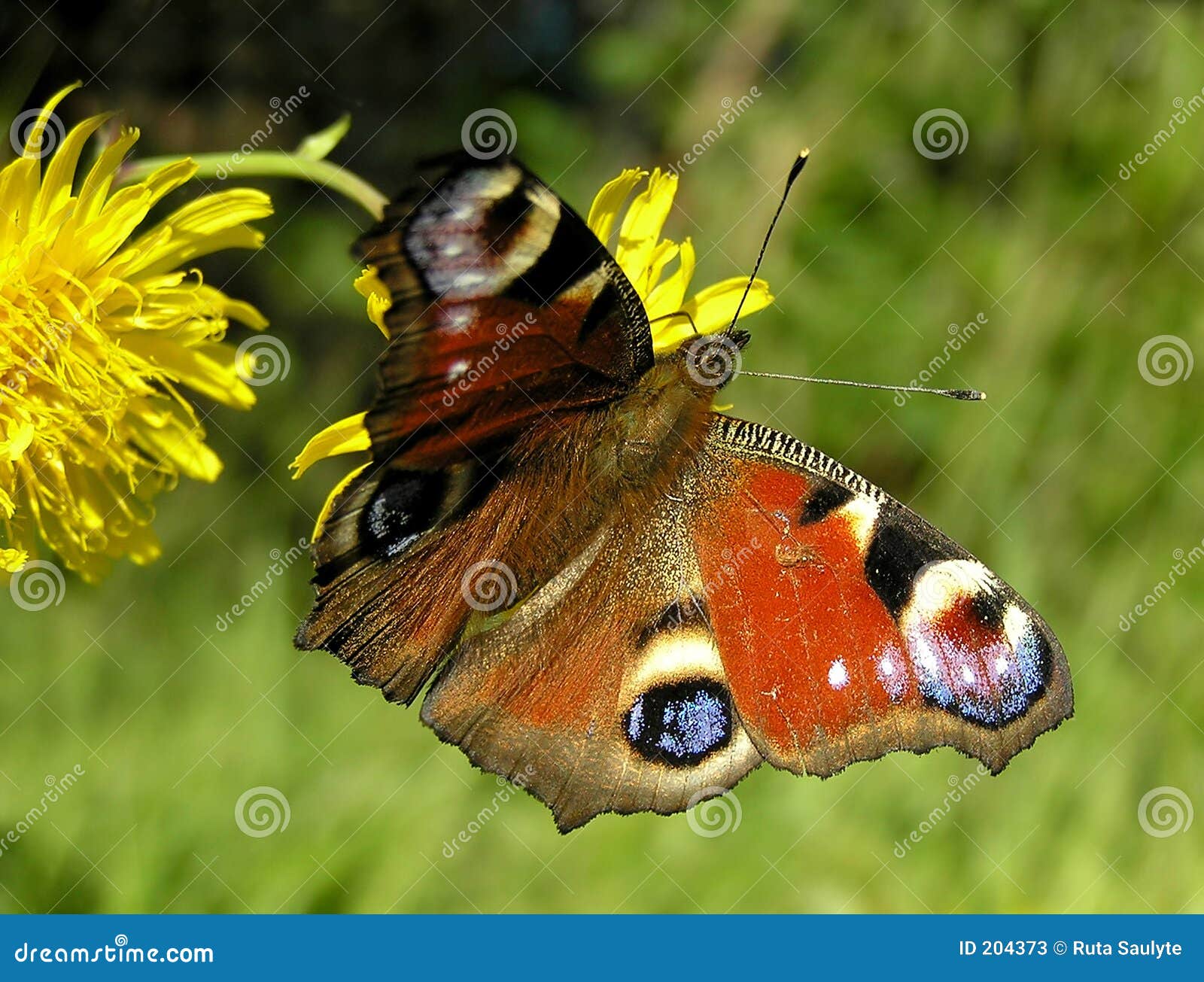Peacock butterfly stock image. Image of peacock, insect - 204373