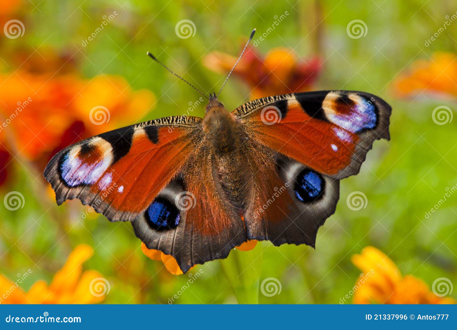 Peacock butterfly stock photo. Image of spring, beautiful - 21337996