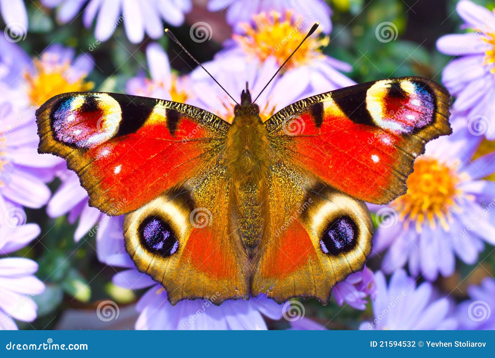 Peacock butterfly stock photo. Image of nature, close - 21594532