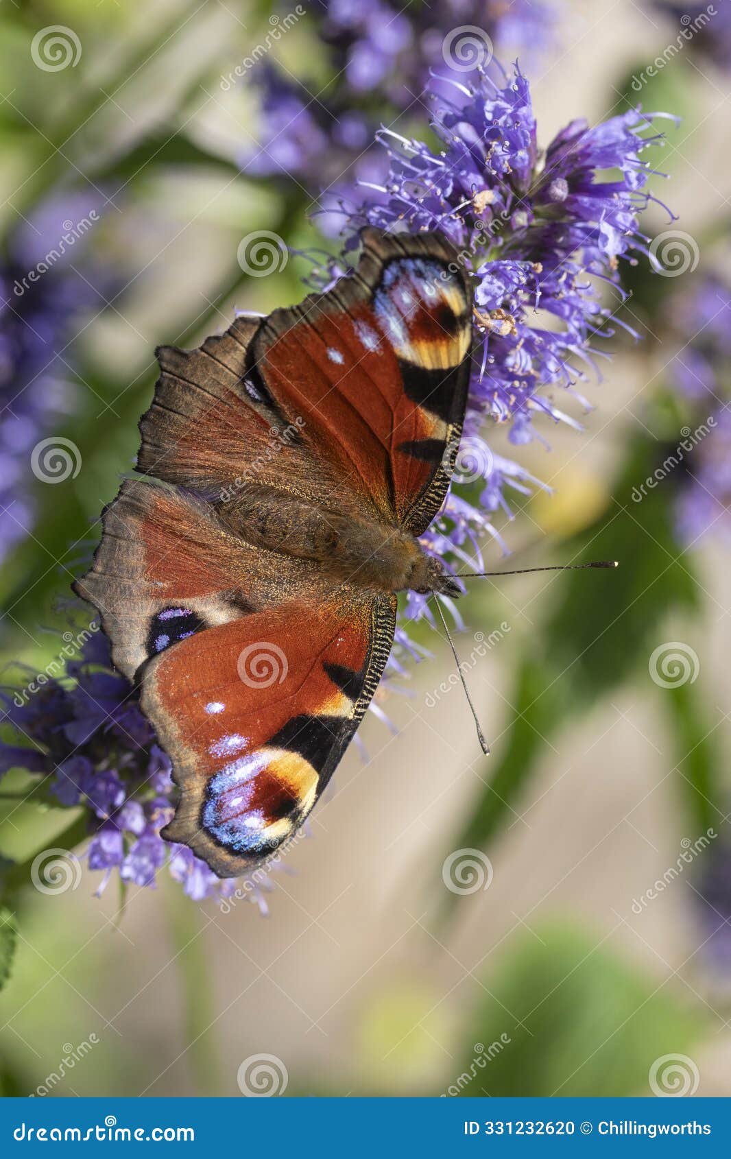 Peacock Butterfly (Aglais Io) on Agastache Stock Photo - Image of ...