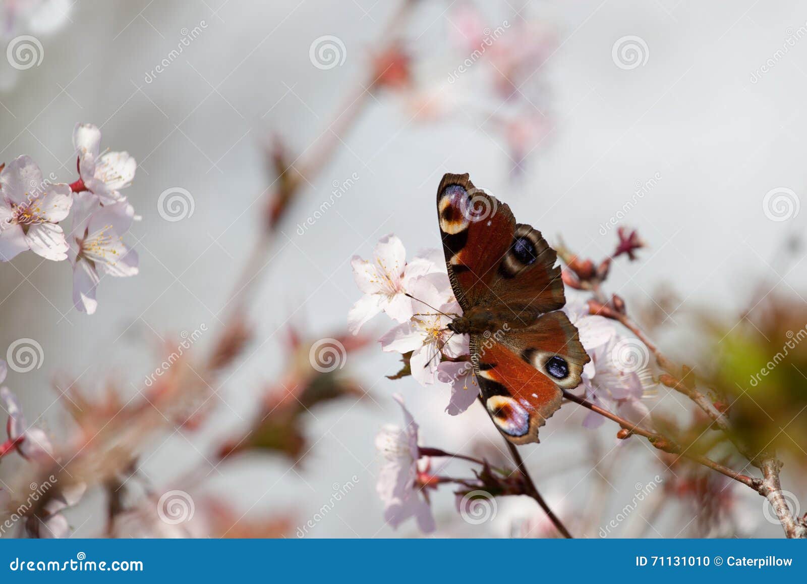 Peacock Butterfly in Cherry Blossom Stock Photo - Image of natural ...