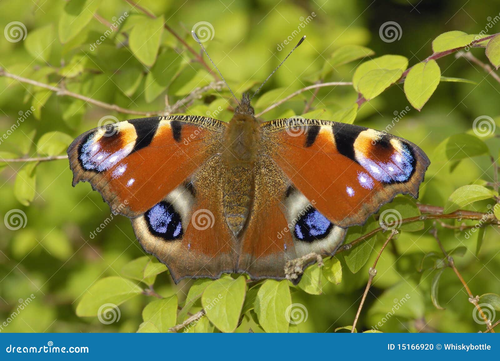 Peacock Butterfly - Inachis Io Stock Photo - Image of horizontal ...