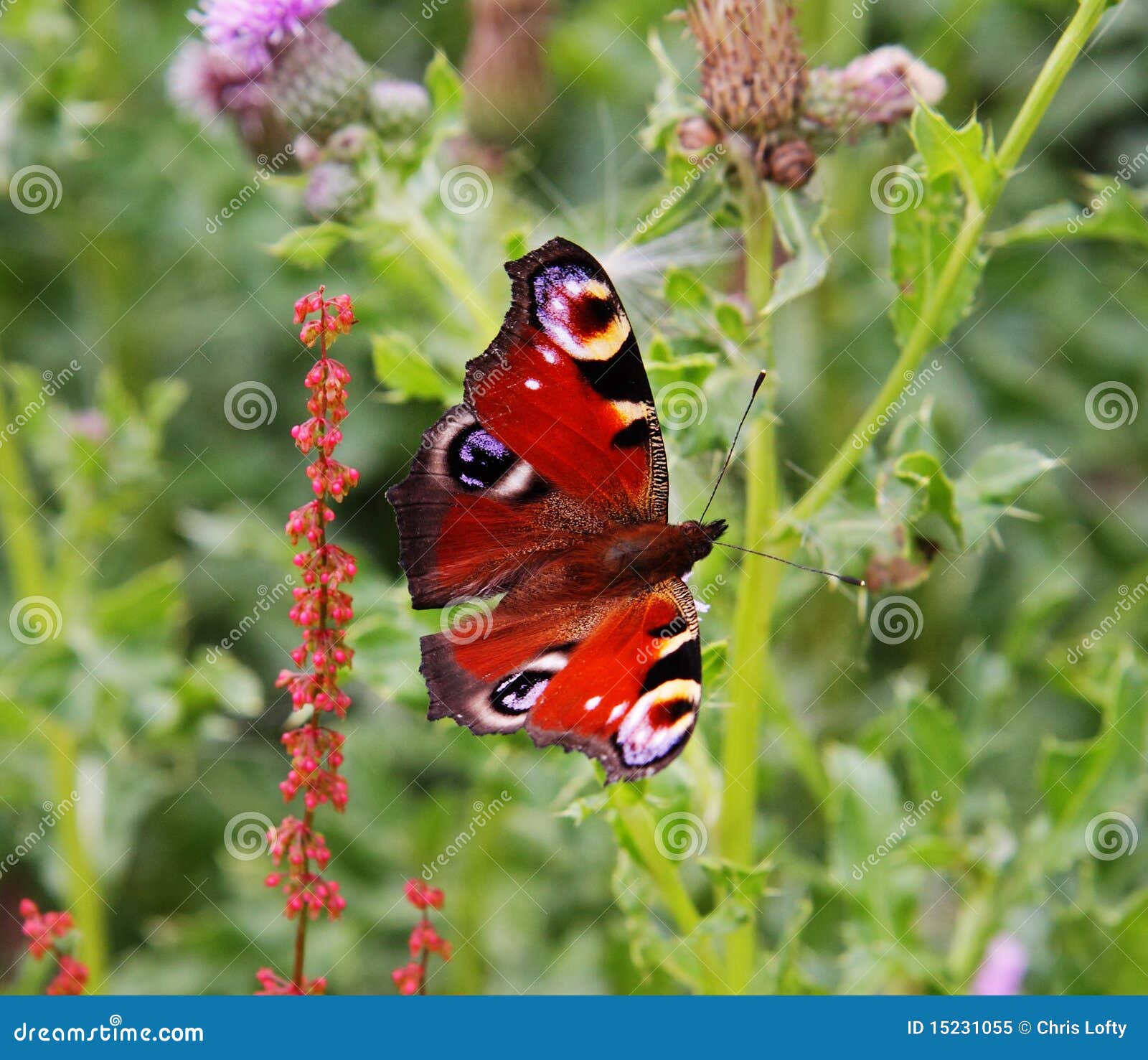 Peacock Butterfly (Inachis Io) Stock Image - Image of insect, flowers ...