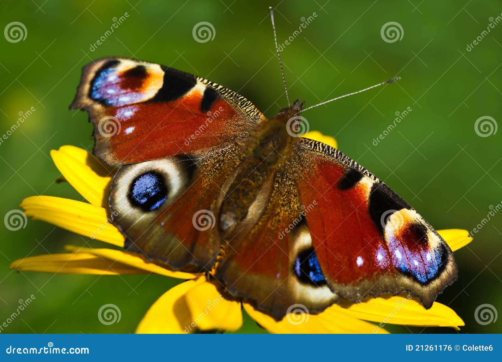 Peacock Butterfly or Inachis Io in Summer Stock Photo - Image of wings ...