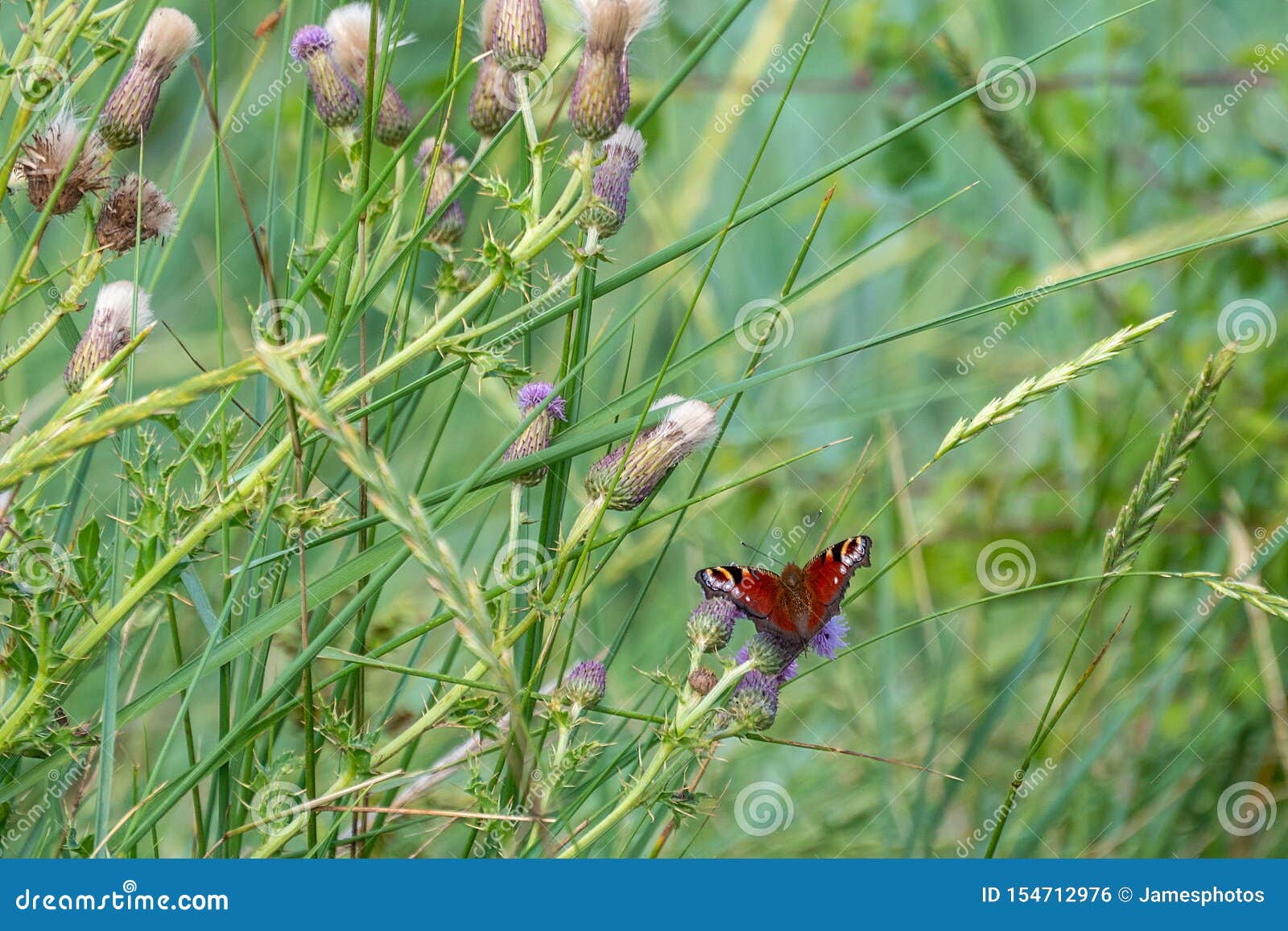 The Peacock Butterfly stock photo. Image of salthouse - 154712976