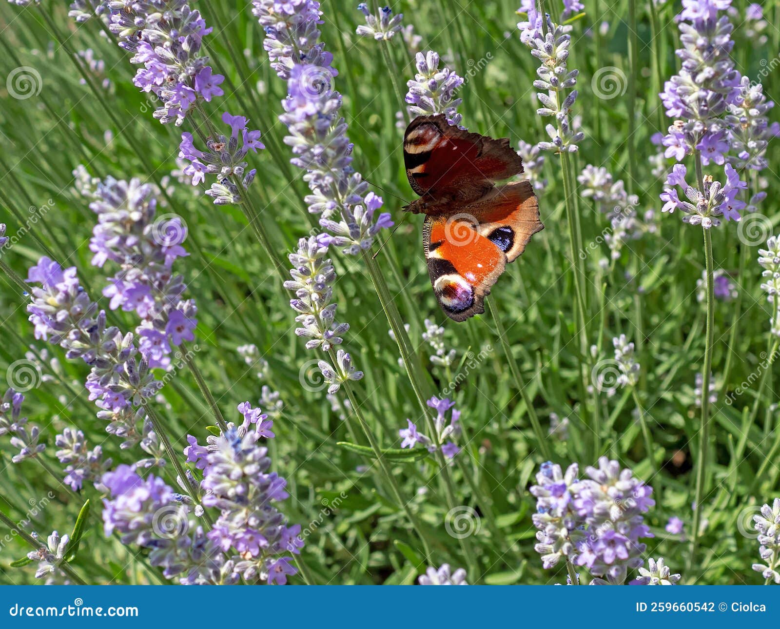 Peacock Butterfly in Rows of Lavender Stock Photo - Image of monastery ...