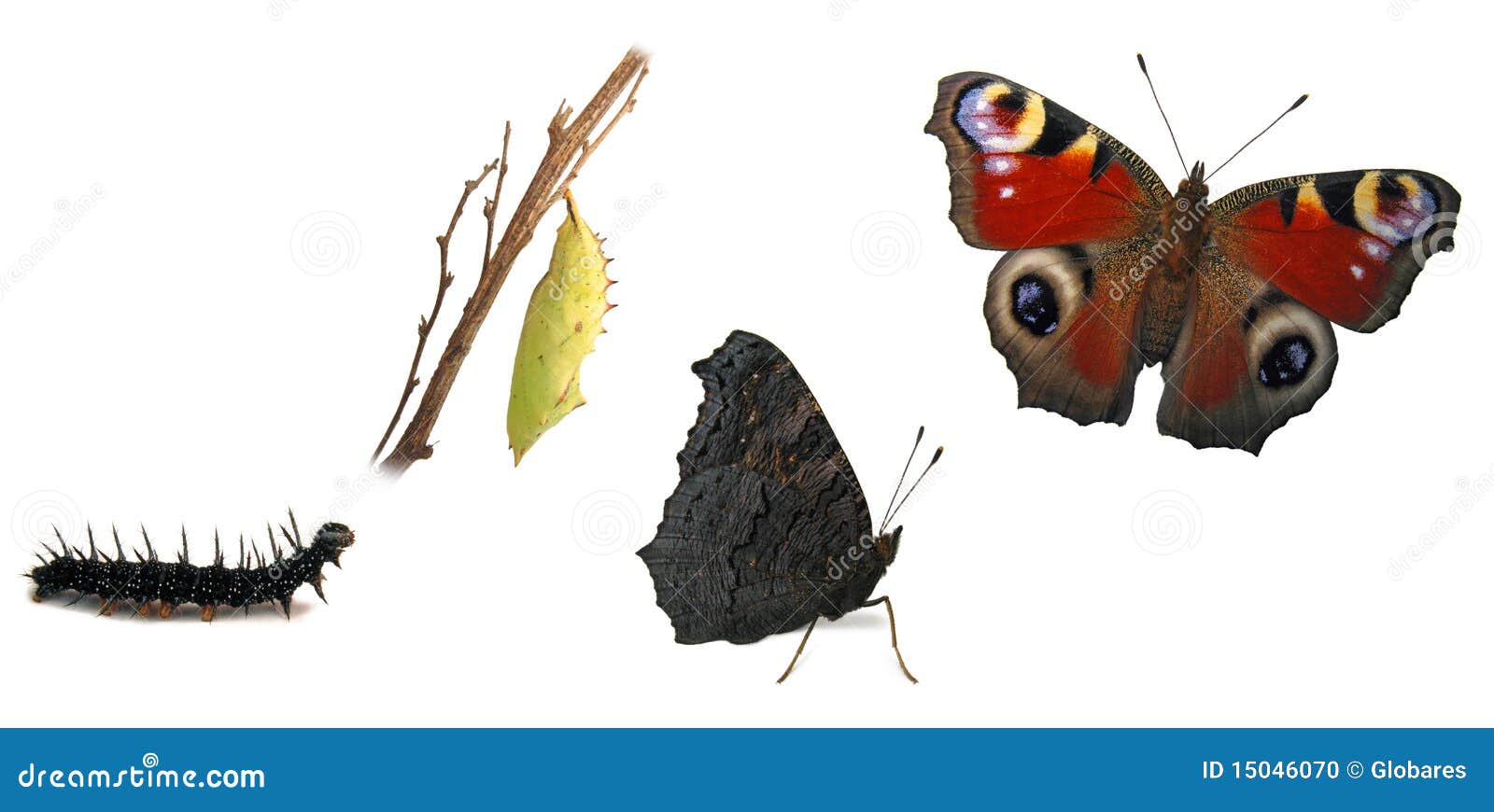 Peacock Butterfly Transformations Stock Photo - Image of insect, stage ...