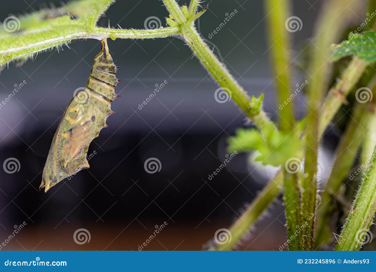 Peacock Butterfly Wings Visible through Cocoon Stock Photo - Image of ...