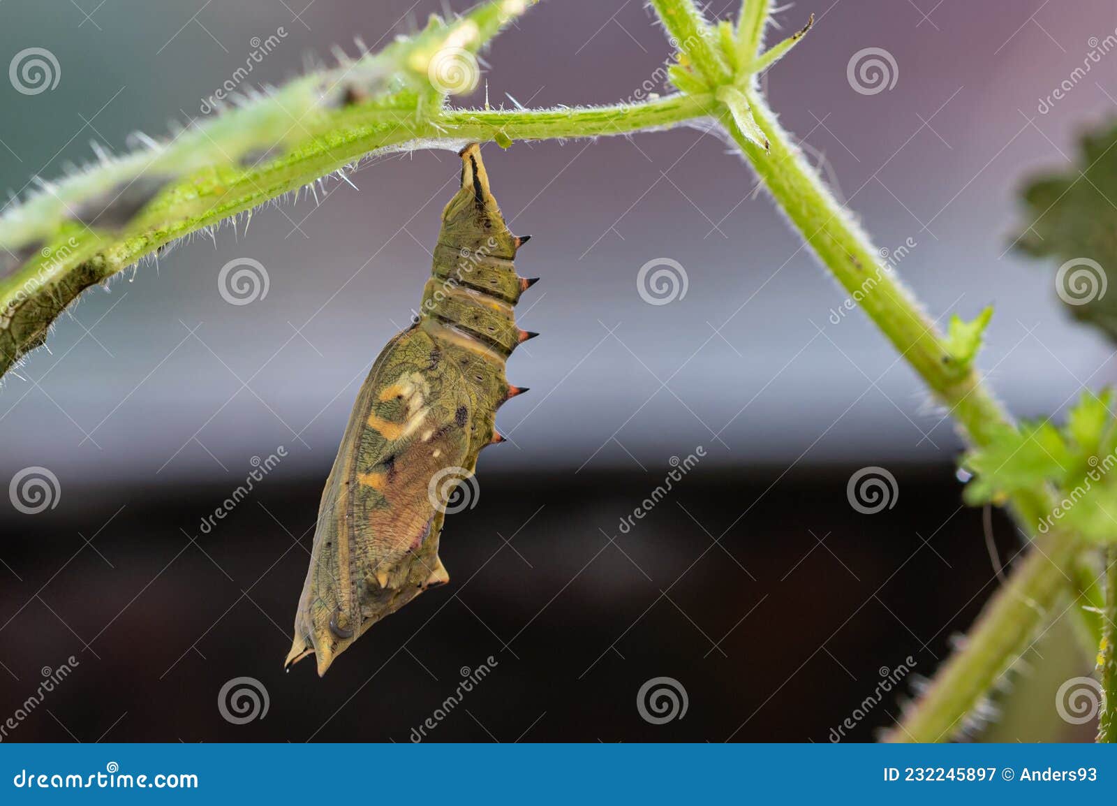 Peacock Butterfly Wings Visible through Cocoon Stock Image - Image of ...