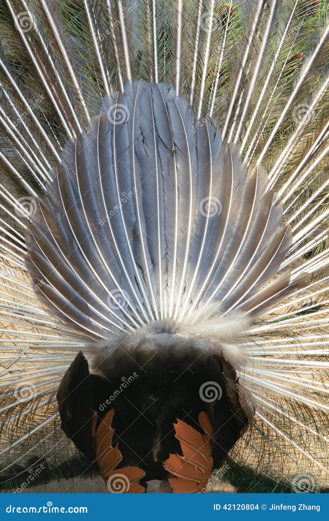 Peacock buttock stock photo. Image of plume, pinna, animal - 42120804