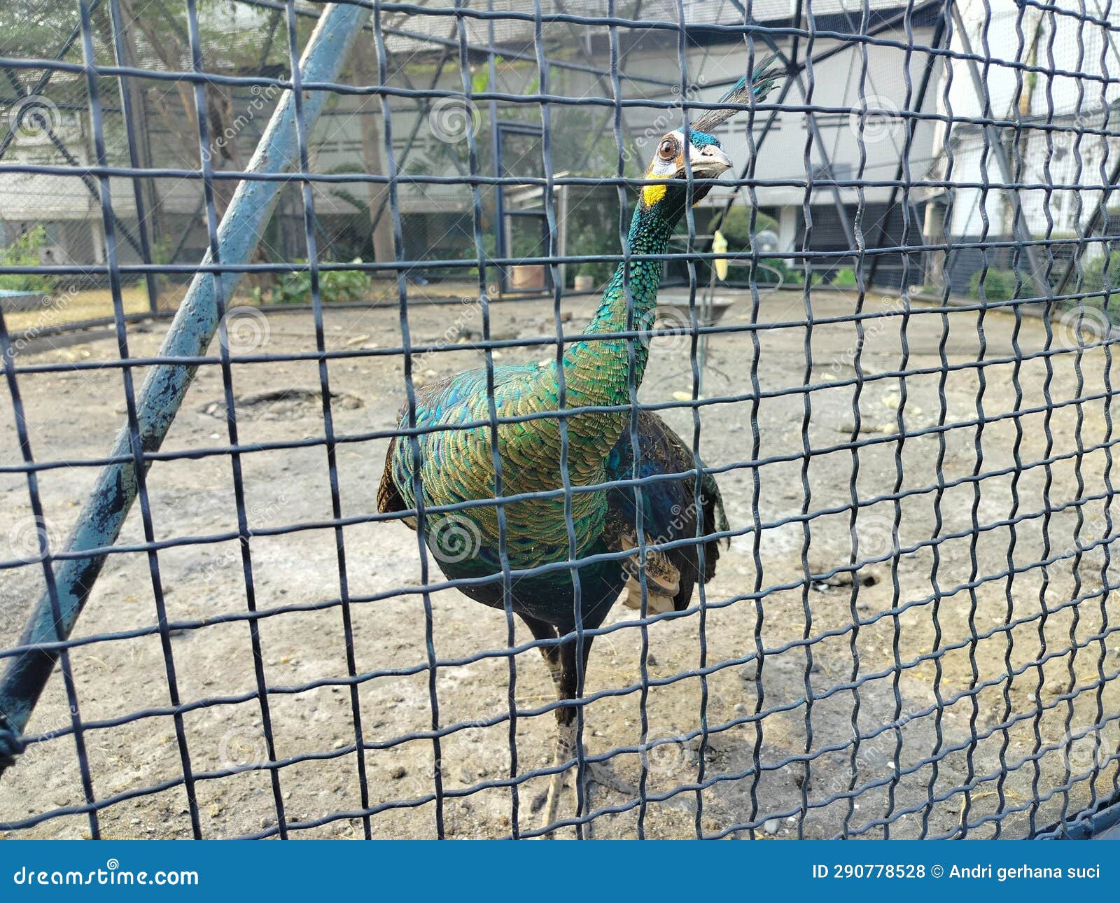Peacock in a cage stock photo. Image of wild, peacock - 290778528