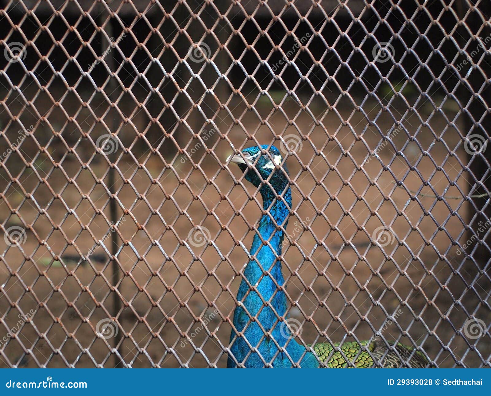Peacock in the cage stock photo. Image of imprisoned - 29393028