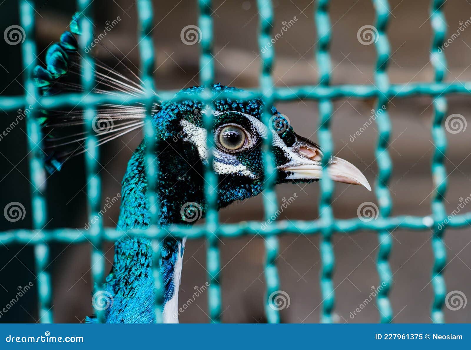 Peacock in the cage stock image. Image of neck, nature - 227961375
