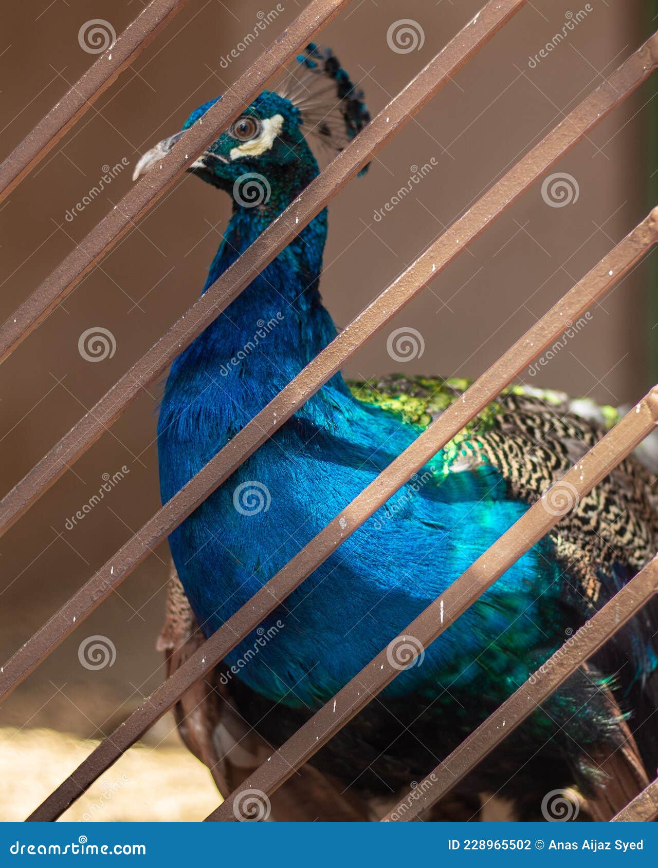 Peacock in a Cage in a Bird Zoo Stock Photo - Image of pheasant, field ...