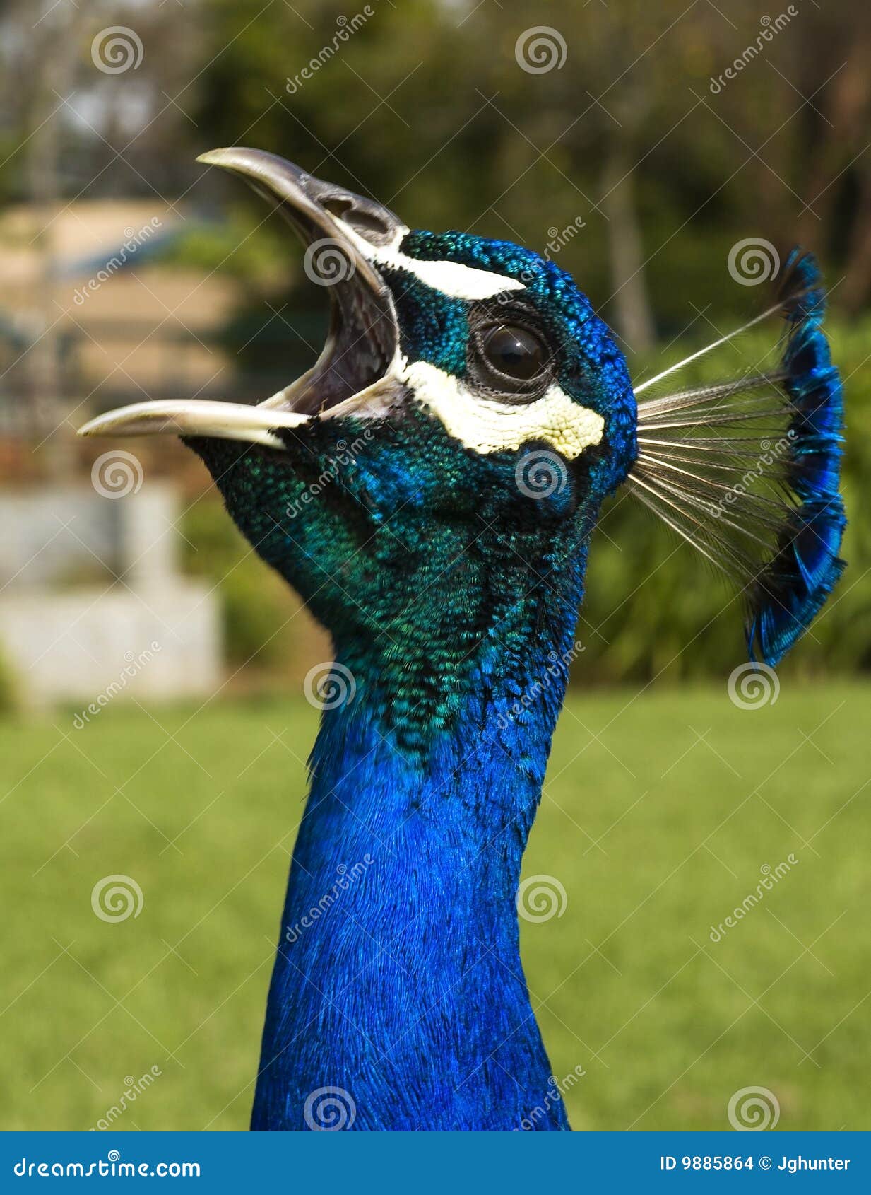 Peacock calling stock photo. Image of peacock, colorful - 9885864