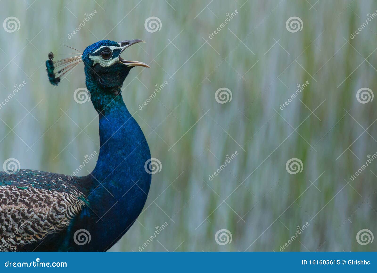 Peacock calling stock image. Image of forest, bird, india - 161605615