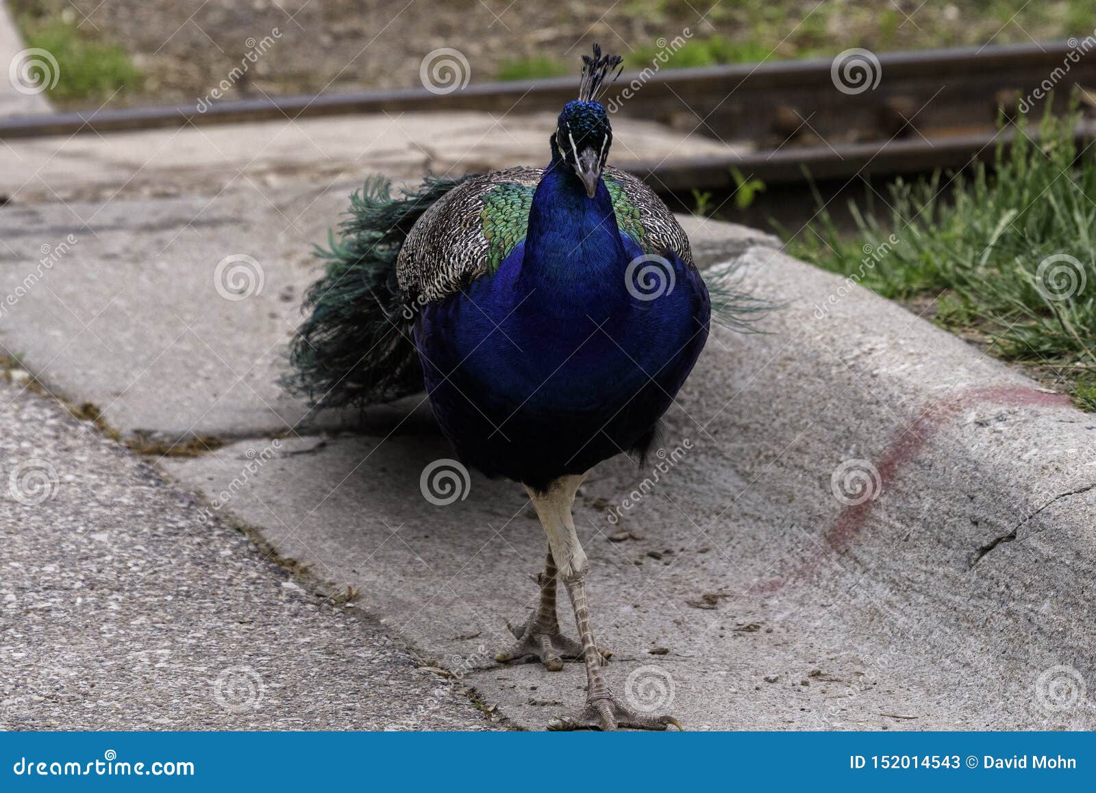 Beutiful Peacock Strutting it`s Stuff Stock Image - Image of beauty ...