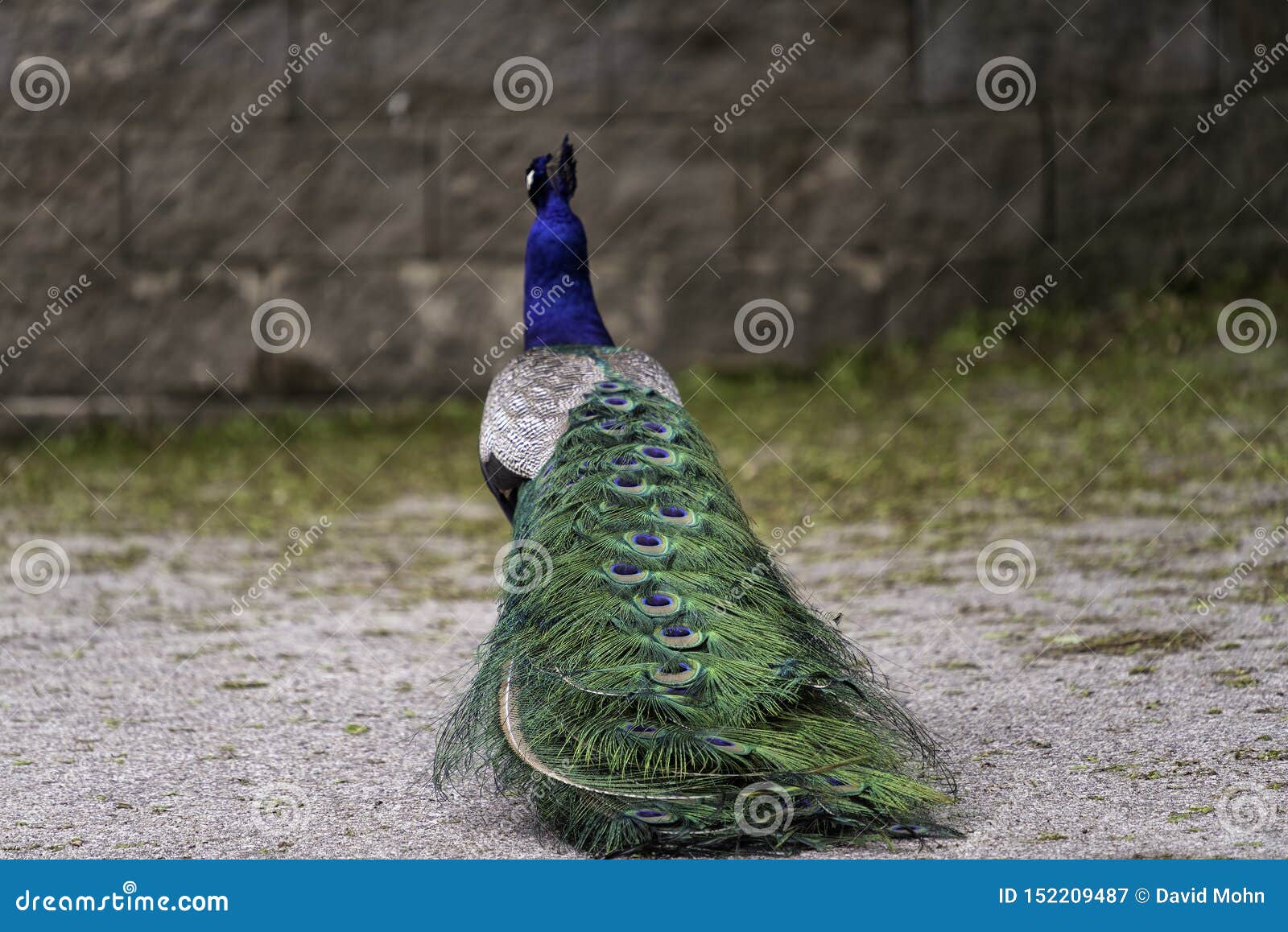 Fancy Peacock Showing Off it`s Tail Feathers Stock Image - Image of ...