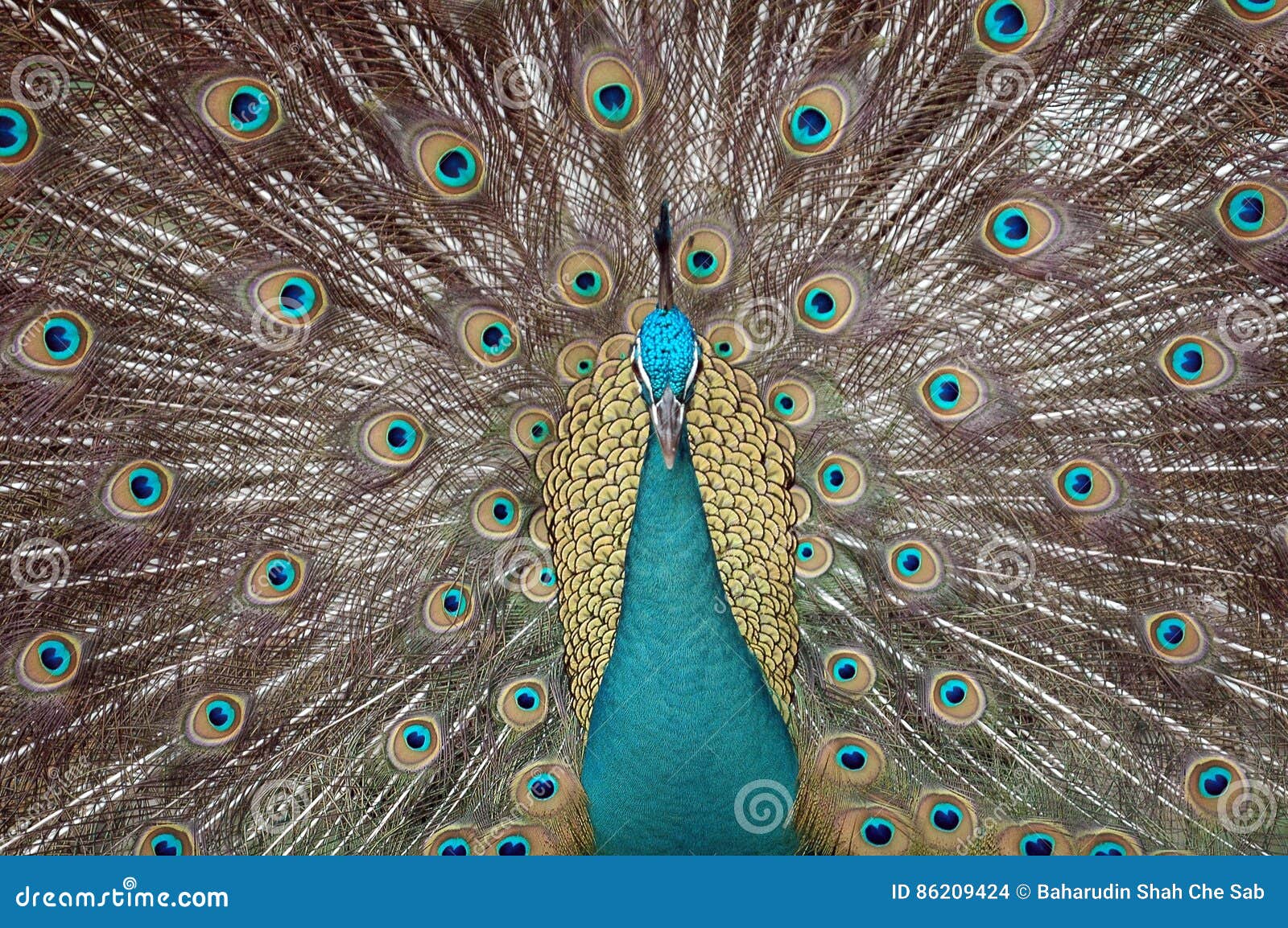 The peacock stock photo. Image of elegant, admiring, peacock - 86209424
