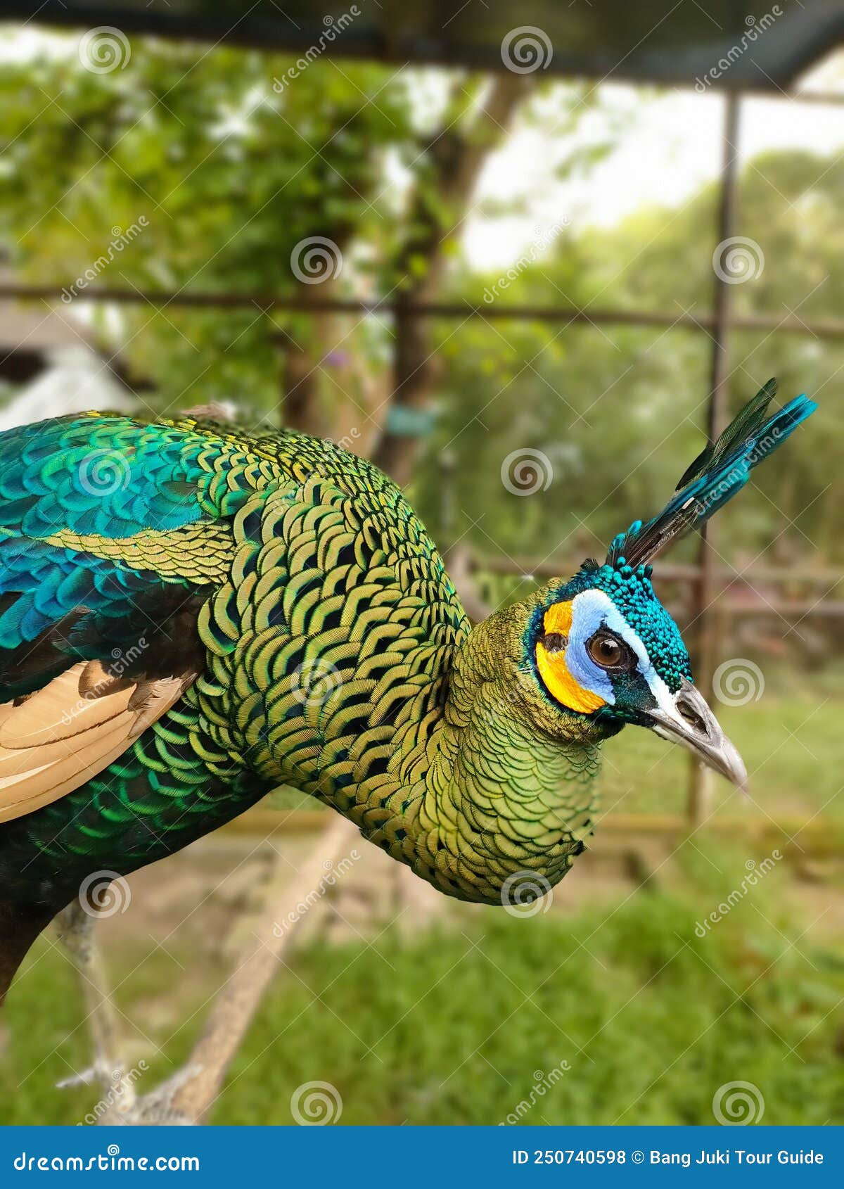 Peacock in Central Java stock photo. Image of fowl, green - 250740598