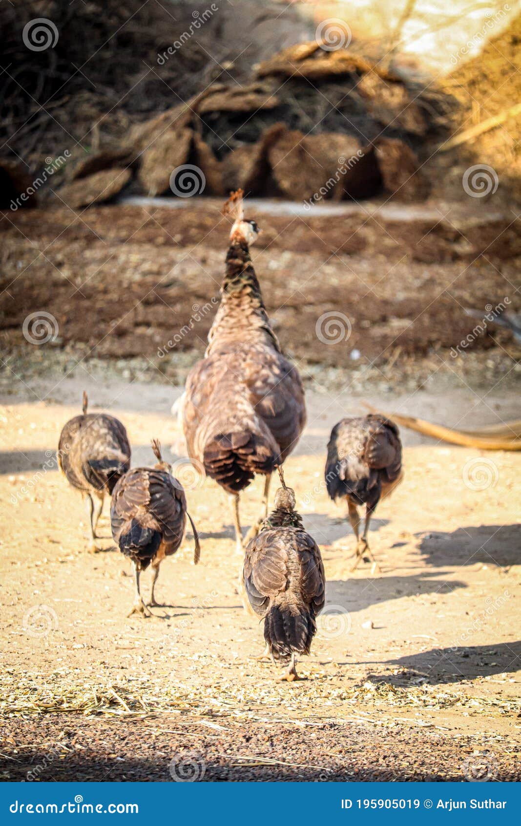 Peacock and Chick stock image. Image of mother, chicks - 195905019