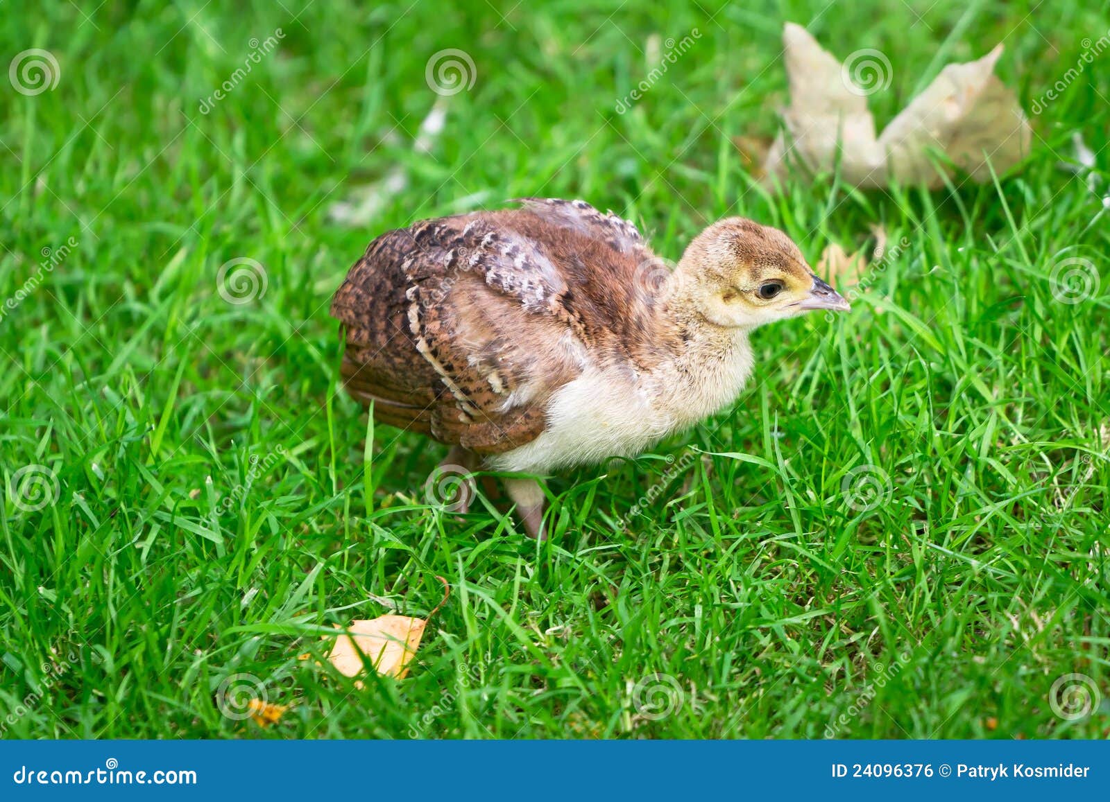 A peacock chick stock photo. Image of chick, chicken - 24096376
