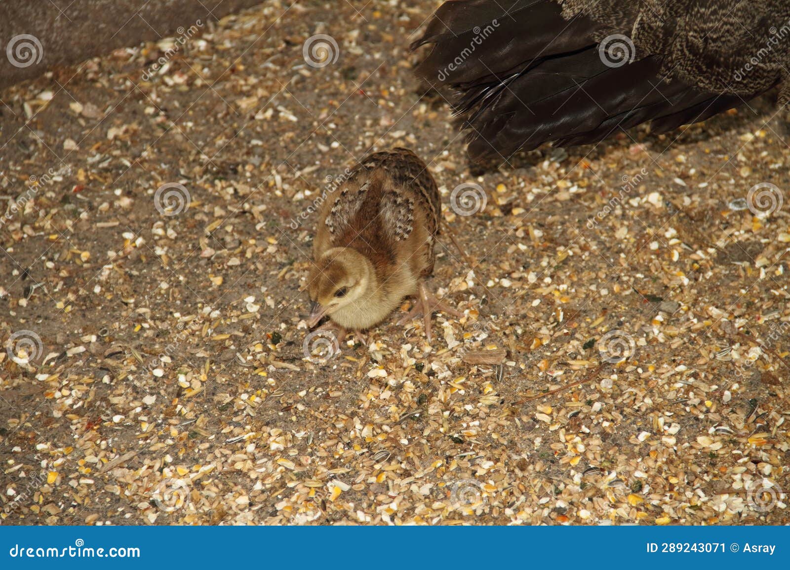 A Single Peacock Chick Pecking Grain Stock Image - Image of animal ...