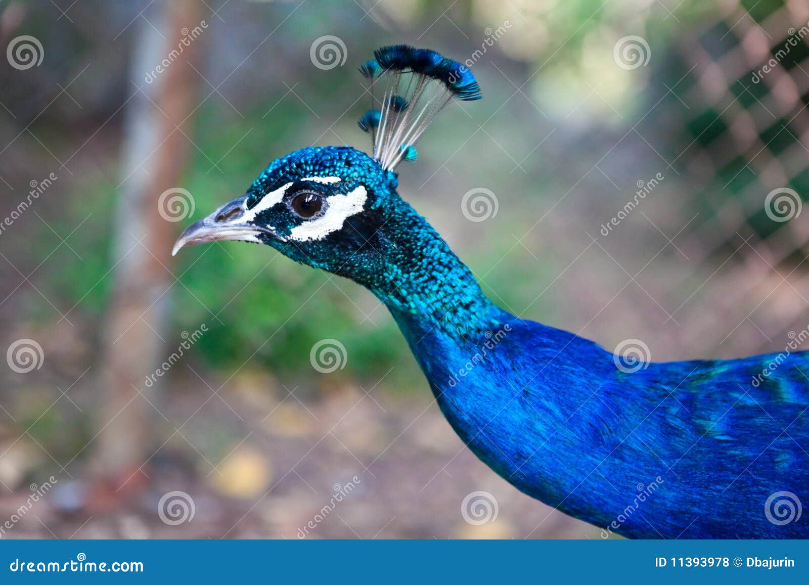 Peacock close up stock photo. Image of blue, colorful - 11393978