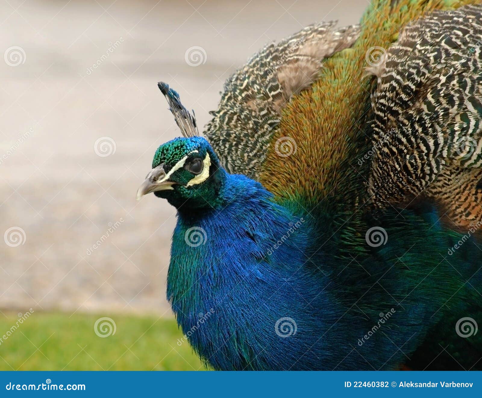 Peacock close-up stock photo. Image of natural, macro - 22460382