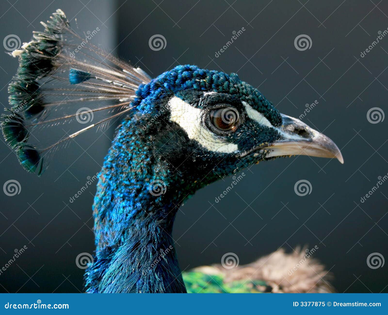 Peacock close up stock image. Image of peacock, bird, beack - 3377875