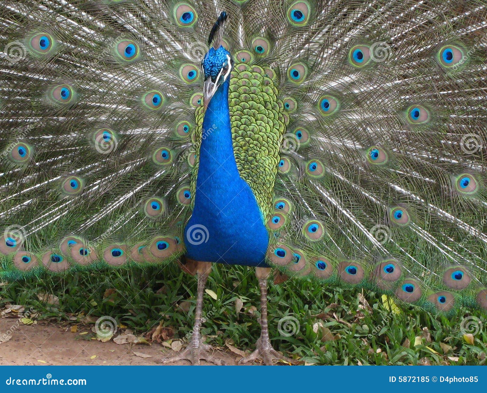 Peacock (Close-Up) stock image. Image of spread, peacock - 5872185