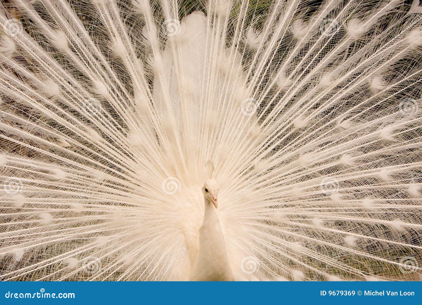 Peacock close up stock image. Image of nature, bird, wild - 9679369
