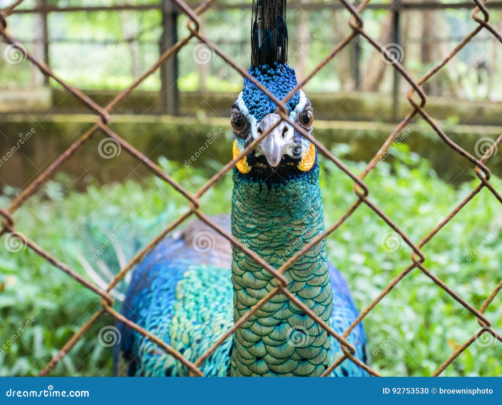 Peacock with a Close-up Face Behind the Cage Stock Photo - Image of head, colorful: 92753530
