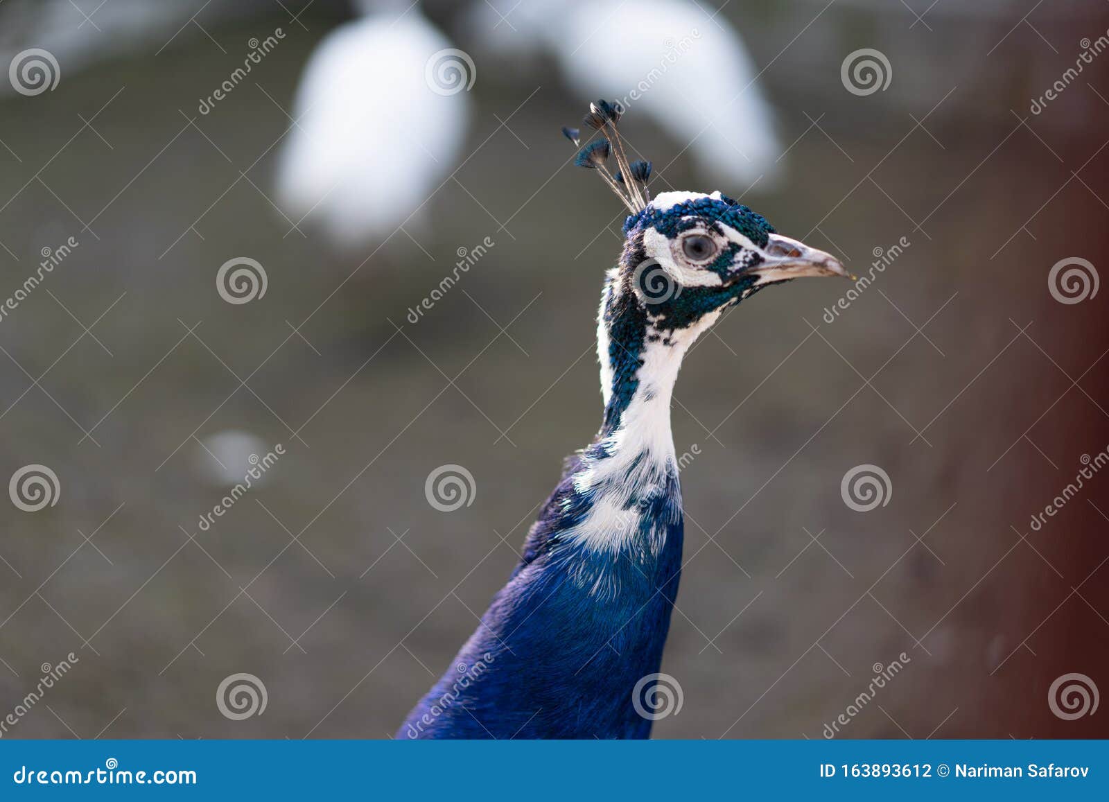 Peacock Close-up Photograph in Front Stock Photo - Image of elegance ...