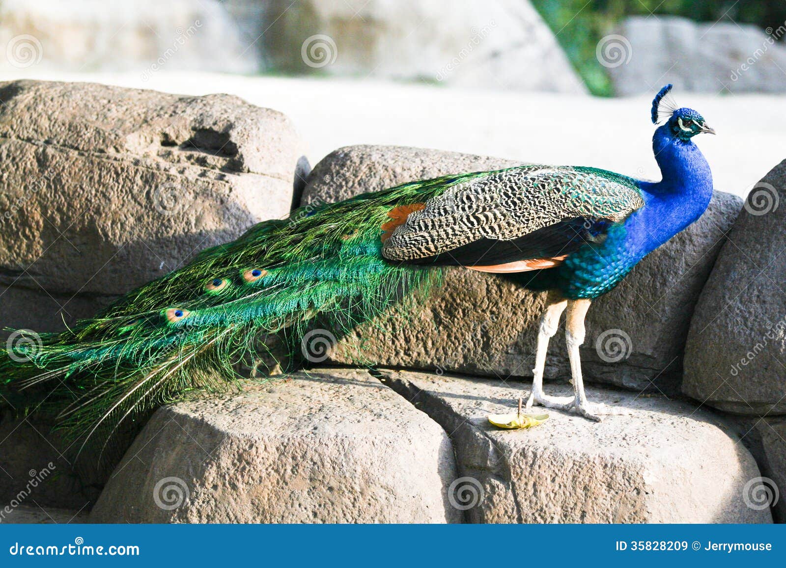 Peacock Close-up stock image. Image of beauty, fauna - 35828209